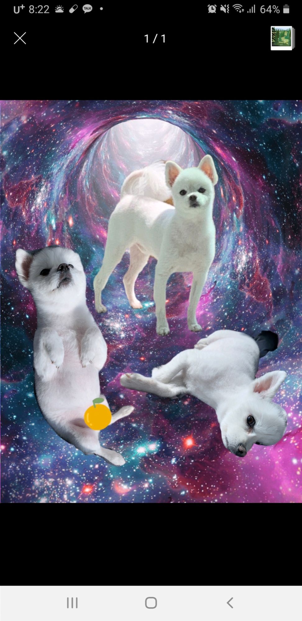 개가 육식동물인줄 아는사람들이 처음 당황하는 상황 . SSUL | (백업)유머 게시판(2018-2020)