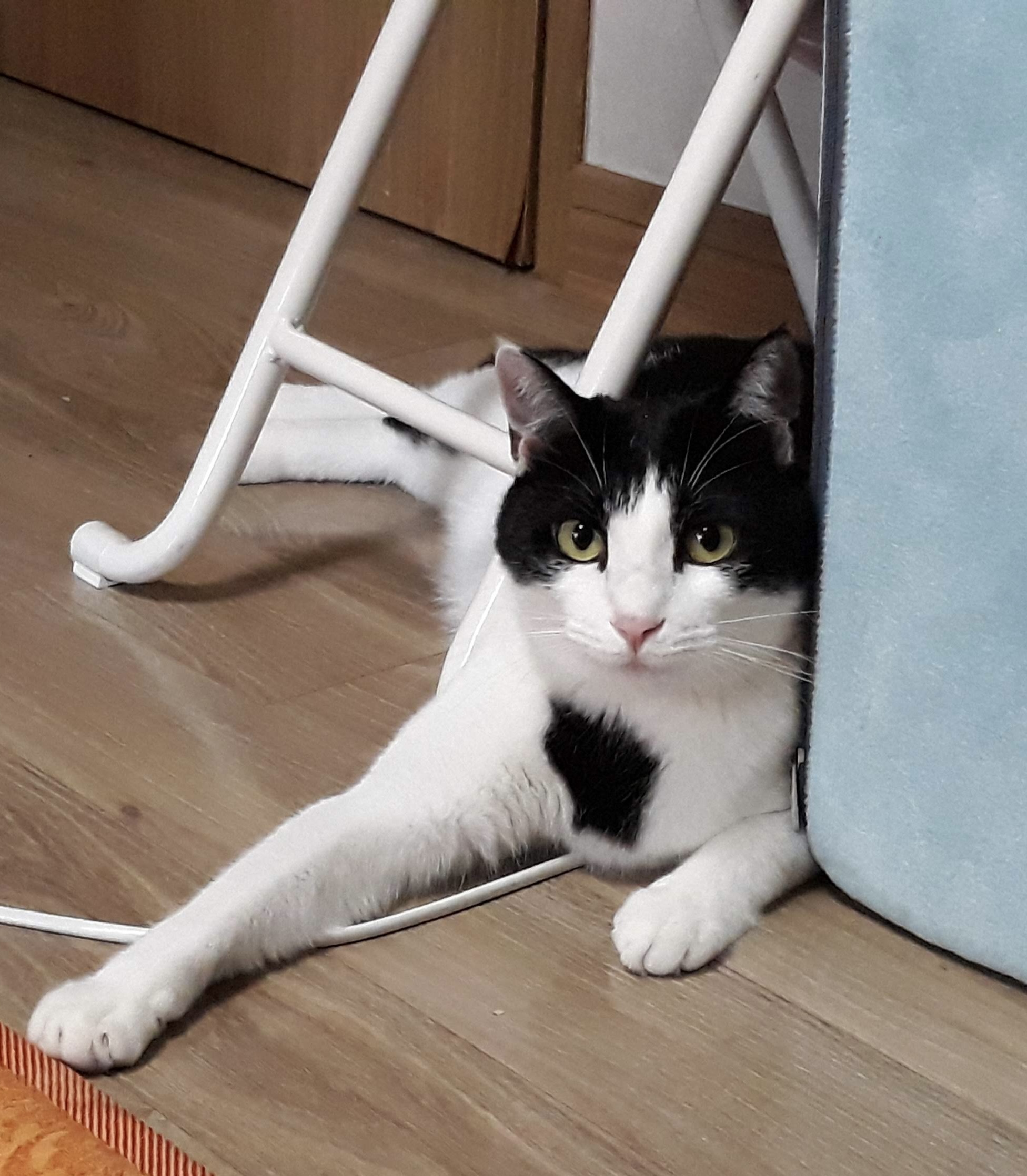 의외로 고양이랑 같이 볼만한 넷플릭스 시리즈 | 유머 게시판