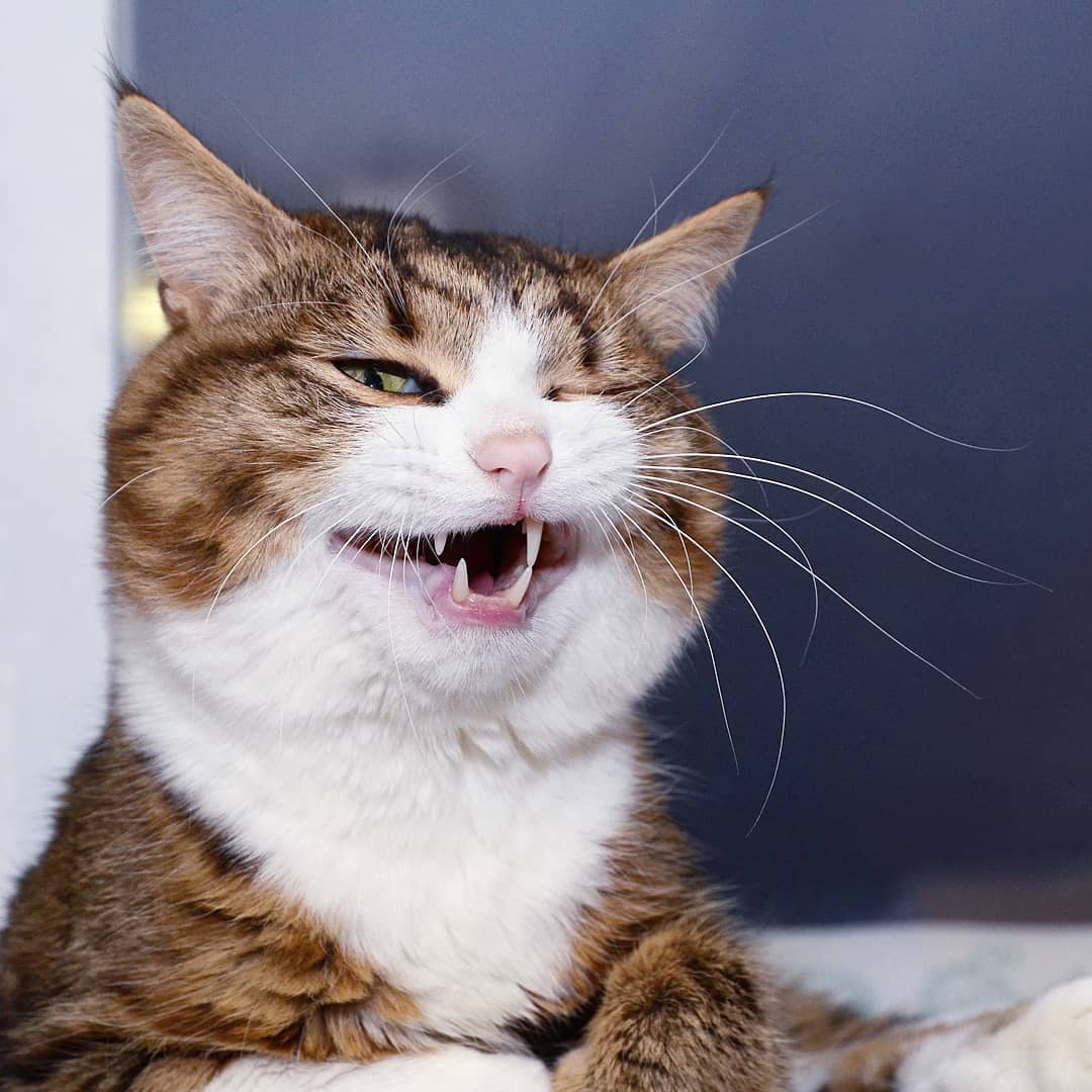 블아) 코하루 방송 구독하는 보충수업부.comic | 유머 게시판 | RULIWEB