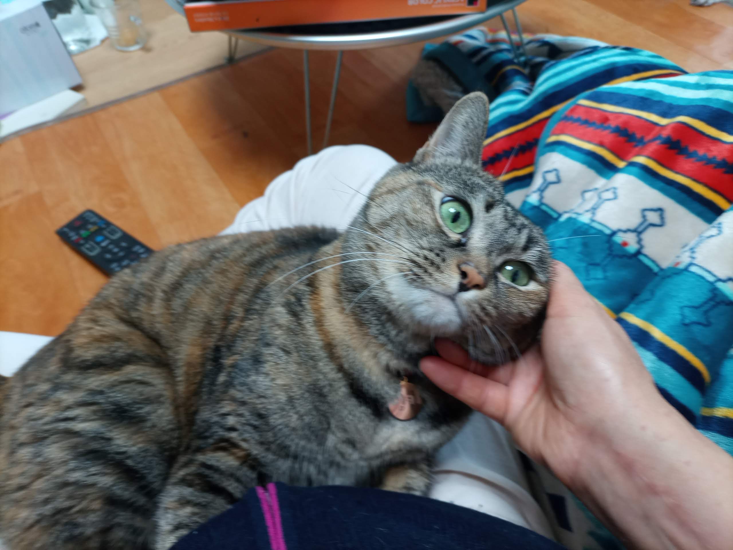 고양이는 독립적이라 알아서 시간 잘 보낼 줄 알았는데 | 유머 게시판