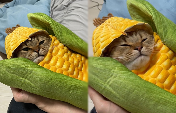 한국이었으면 미국 옥수수밭 가만히 안뒀을듯jpg