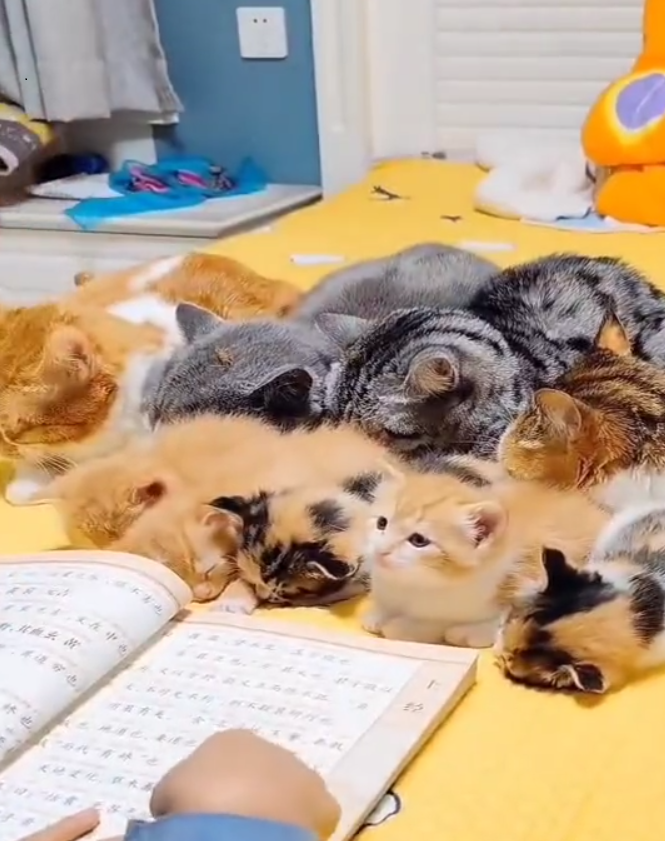 공부하는 애옹스들