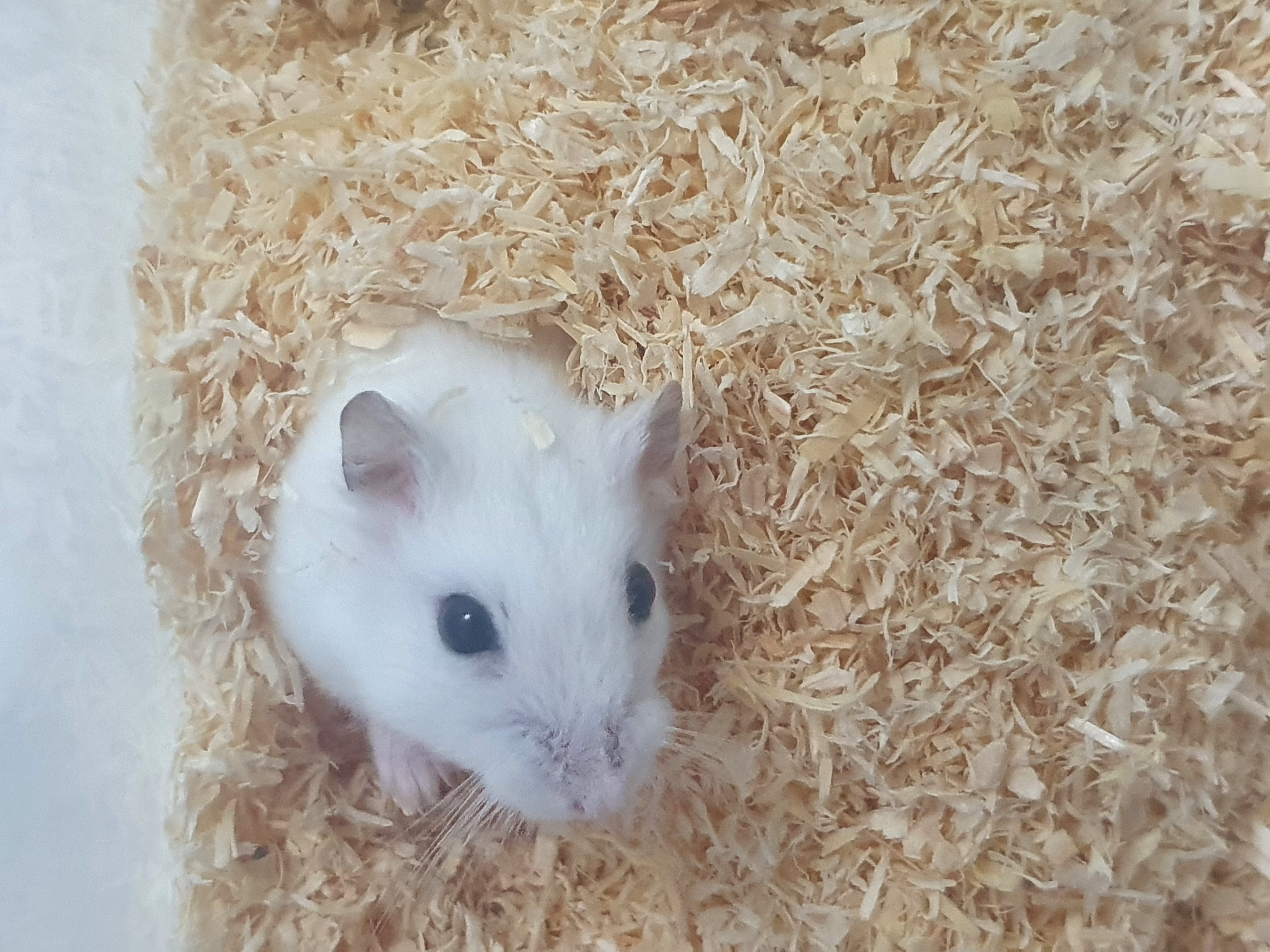 할꺼없어서 적는 햄스터 tmi 경험위주