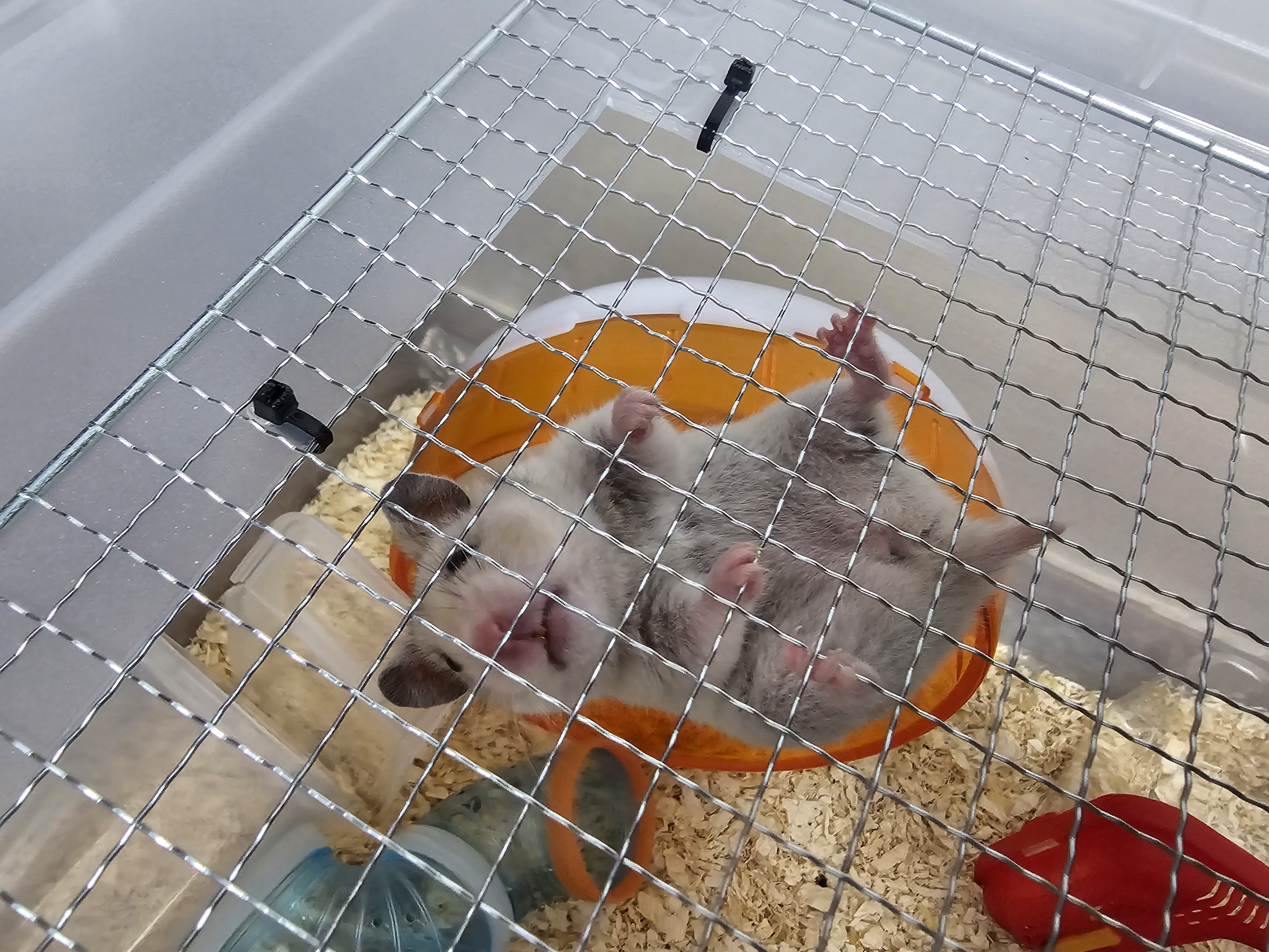 할꺼없어서 적는 햄스터 tmi 경험위주