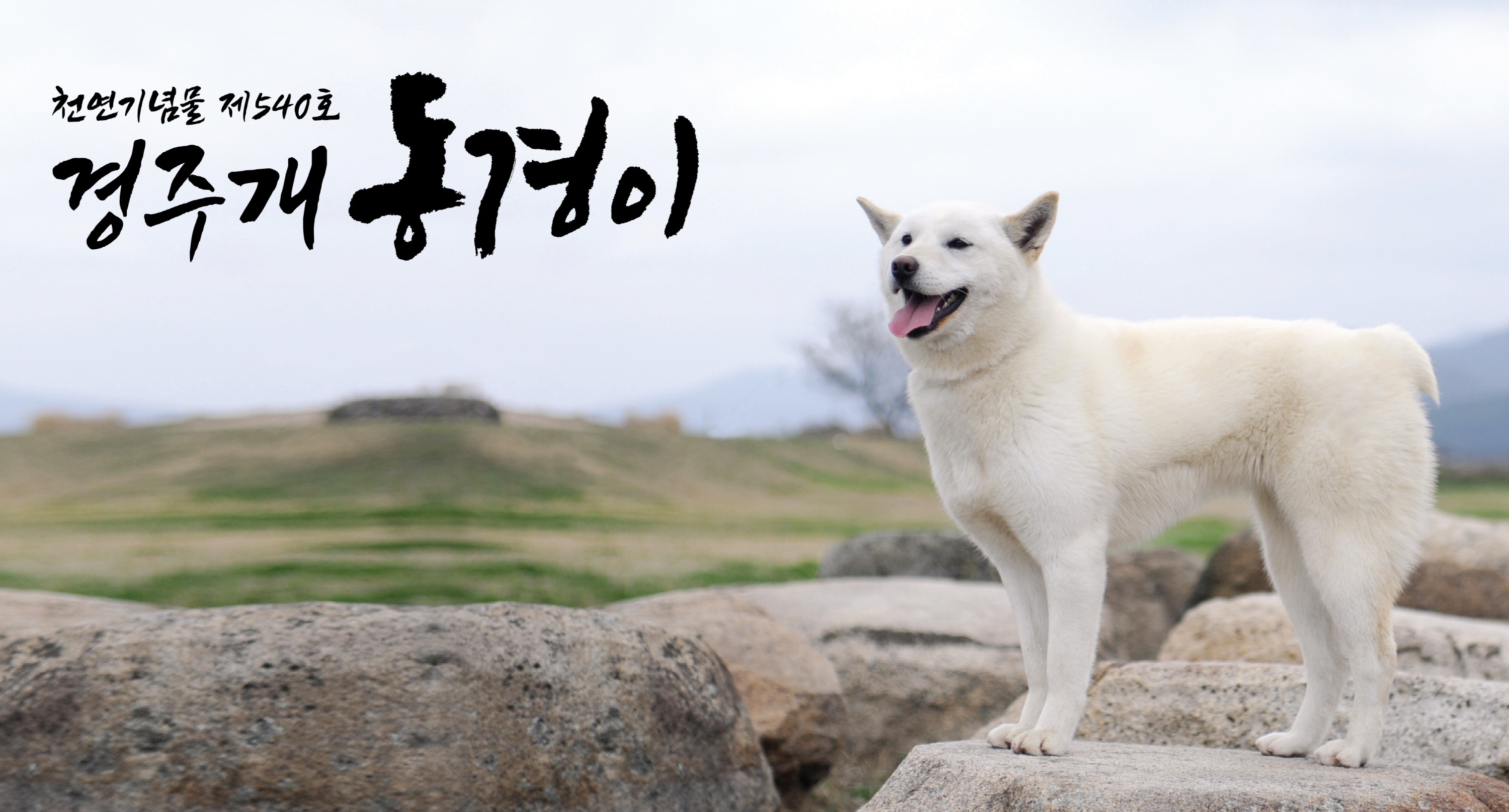 옛날 우리나라에서 도쿄 갔던 방법