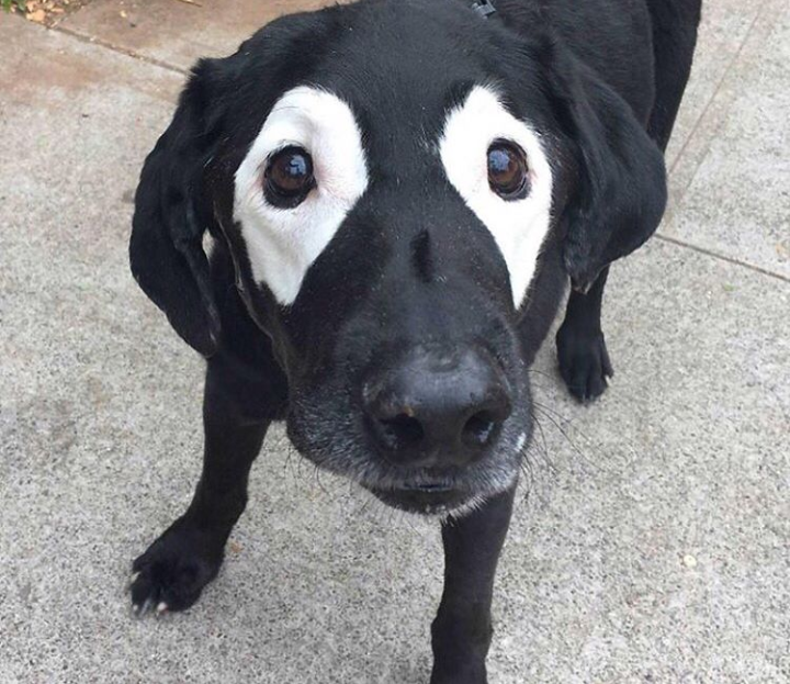 Somatic Mutation Dog