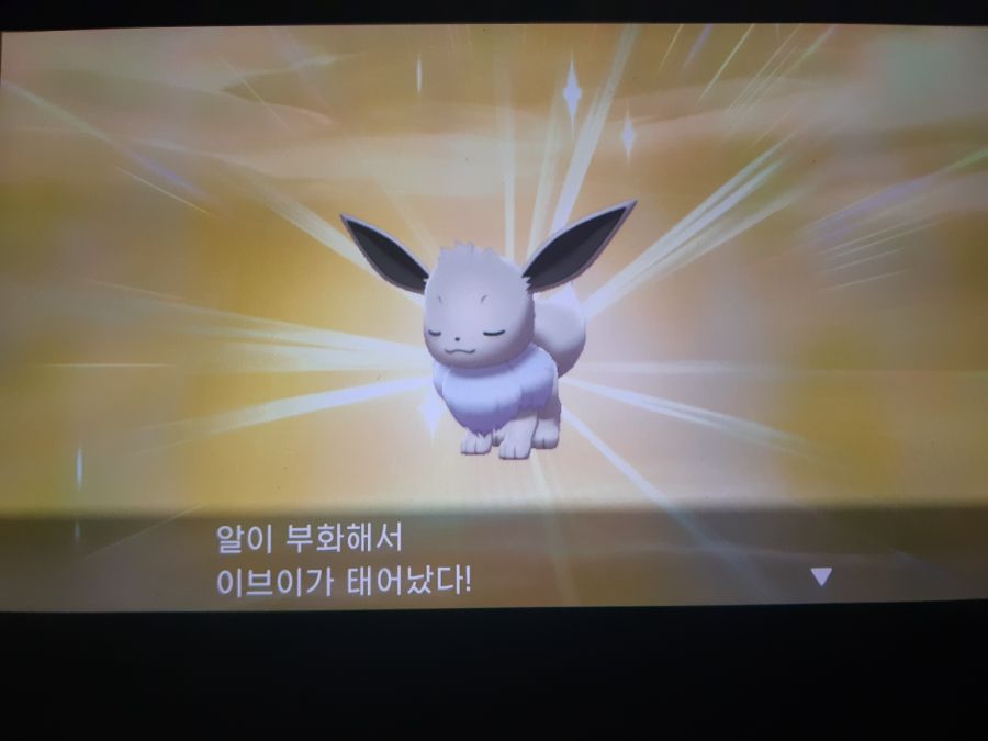 이브이 진로고민 | 포켓몬스터 스칼렛/바이올렛