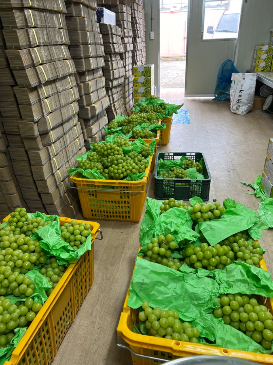 포도유게이 밥먹을시간이없다.. | 유머 게시판