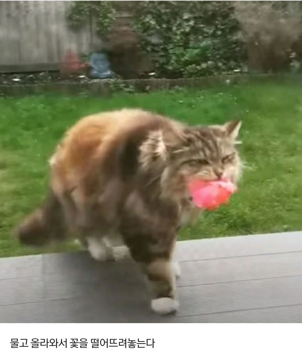 매일 집 현관에 분홍색 꽃이 떨어져 있던 이유.gif | 유머 게시판 | RULIWEB