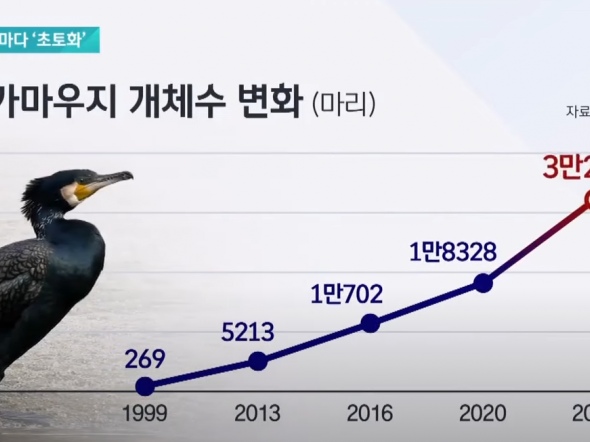 200마리던 민물 가마우지 유해동물 지정요청 | 유머 게시판