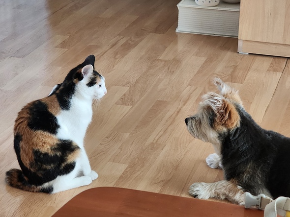 개고양이 보실 유머 게시판