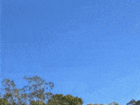 자연으로 돌아가렴.gif | 유머 게시판