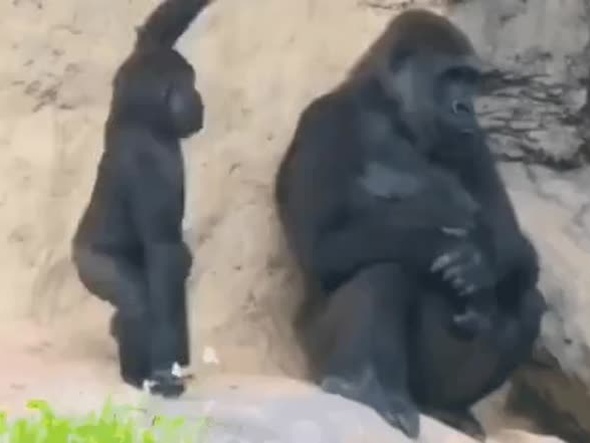 내가 진화론을 믿는 이유 | 유머 게시판 | RULIWEB