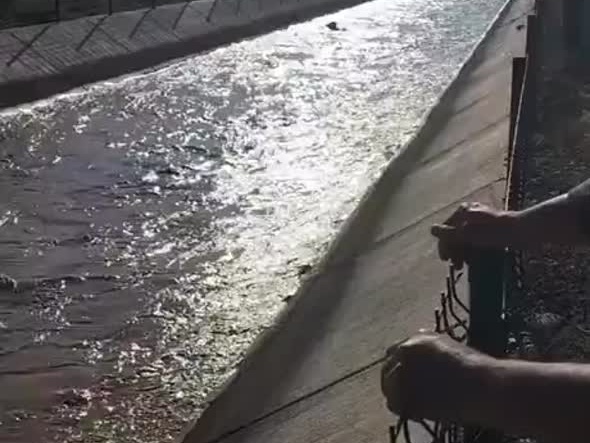 떠내려 가는 소 구하기.mp4 | 유머 게시판 | RULIWEB