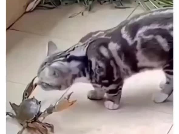 고양이의 반사신경 모음 mp4 유머 게시판 RULIWEB