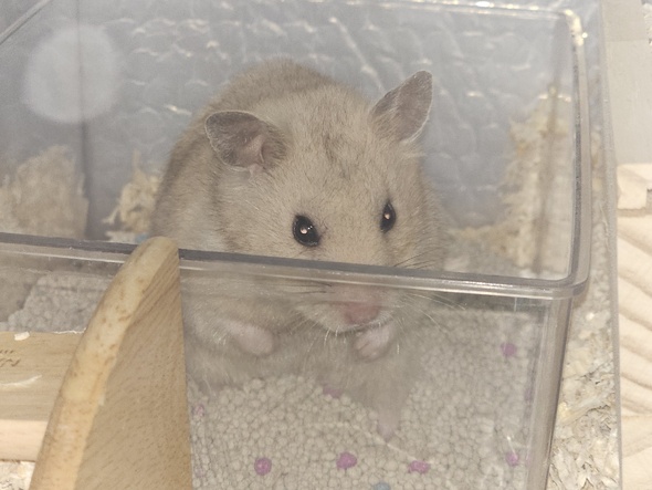 햄스터임 | 유머 게시판 | RULIWEB