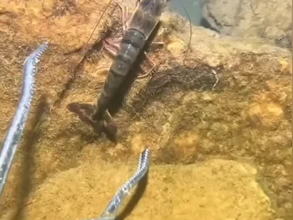 해산물이 비싼 이유ㅎ